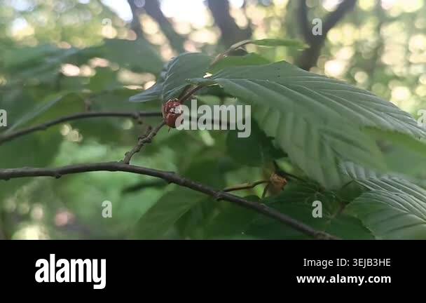 Ladybugs Mating on Branch in Natural Environment Stock Video Footage ...