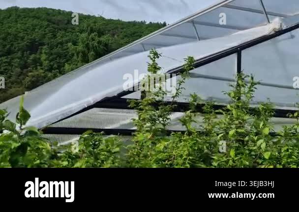 greenhouse or polytunnel with robust black metal frame transparent ...