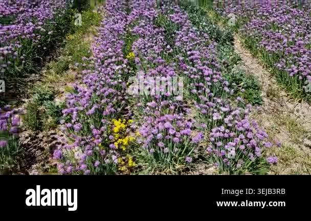 field planted with coastal chives, grown for tasty leaves ornamental ...