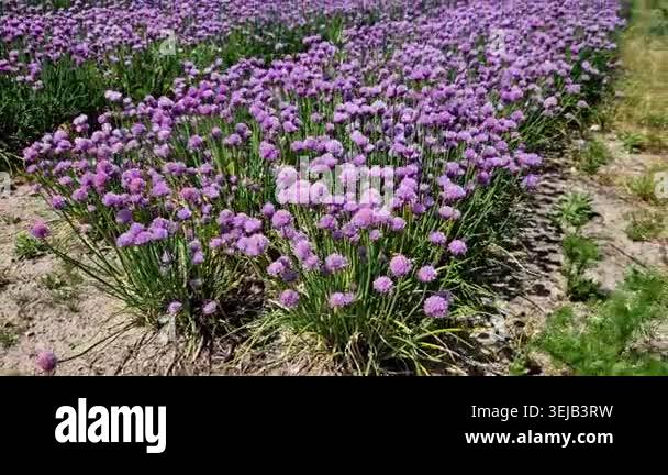 field planted with coastal chives, grown for tasty leaves ornamental ...
