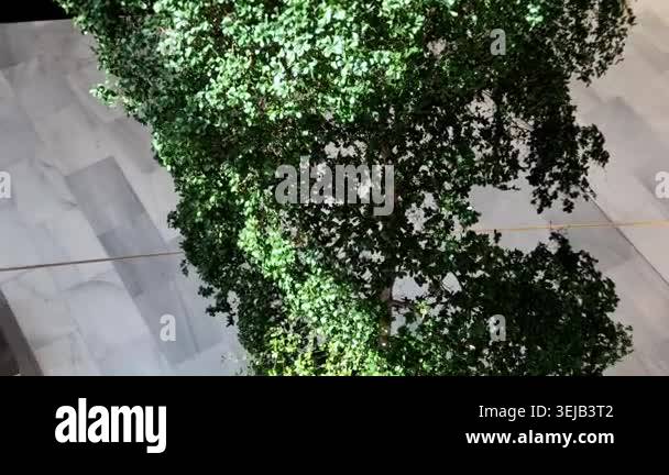 tree is easy to care for, however does need a lot of water. soil should ...