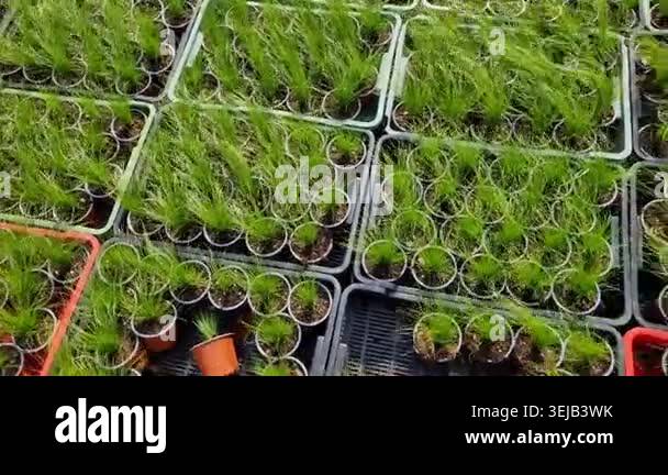 young plant plugs or seedlings, likely decorative grasses or young ...