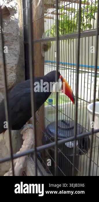 A toucan moving calmly inside its aviary Stock Video Footage - Alamy