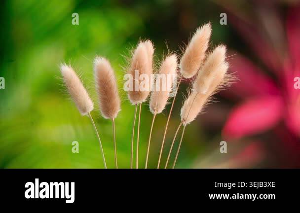 footage of wild grass flowers with a blurred background and objects out ...