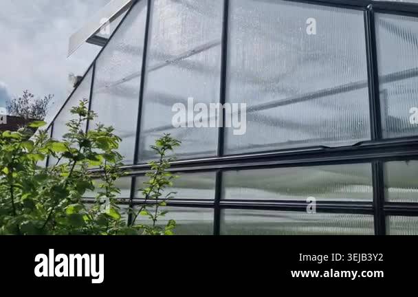 greenhouse or polytunnel with robust black metal frame transparent ...