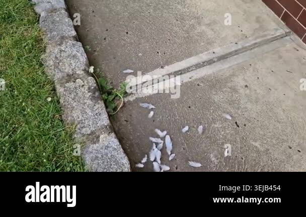 After a cat or kestrel attack, the feeder was left with seeds spilled ...