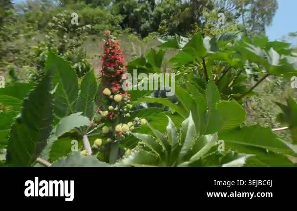 Close-up shot of a vibrant Castor oil plant (Ricinus communis) with a ...