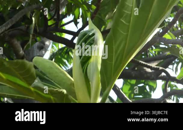 Close-up shot of a green breadfruit tree (Artocarpus altilis) male ...