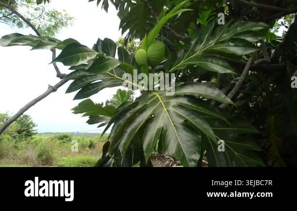 Young green breadfruits are growing on an isolated branch that is ...