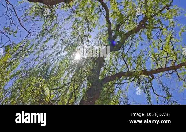 Footage of looking up the tall thin-leaved deciduous hardwood tree with ...