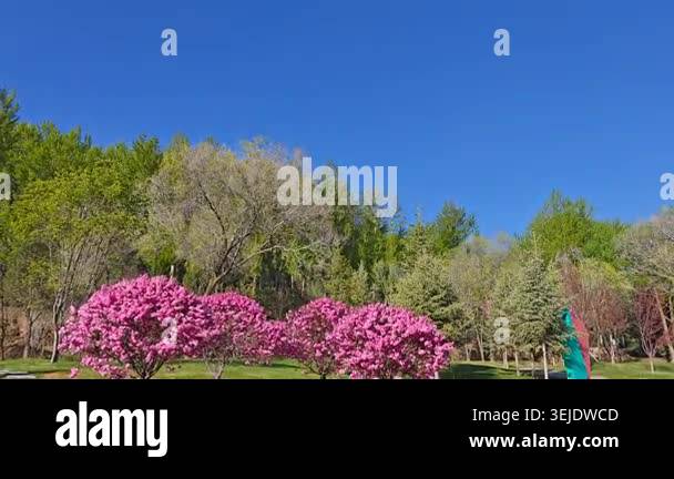 Qinghai,China. May 02,2026: Meadow footage scene of the field sprouting ...