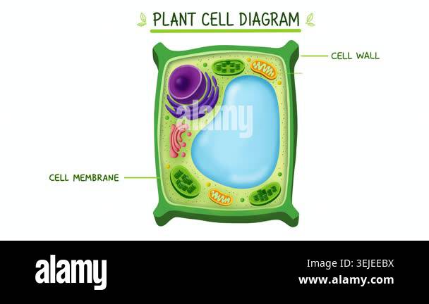 Educational plant cell diagram showing internal organelles: cell wall ...