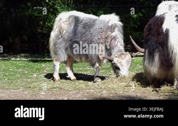 The domestic yak, Bos grunniens is a long-haired domesticated bovid ...