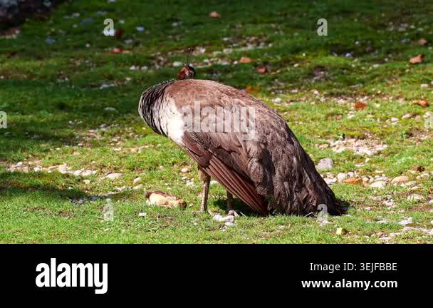 The Indian peafowl mom with little babies. Blue peafowl, Pavo cristatus ...
