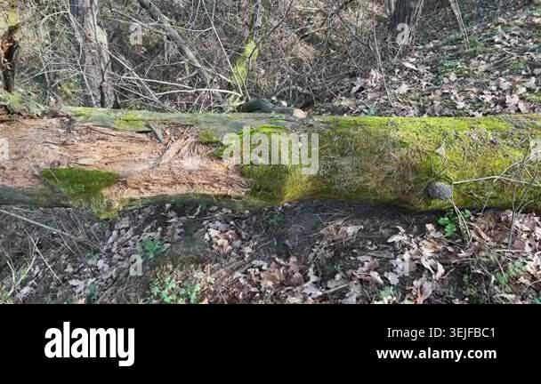 Rotten trunks of fallen trees on ravine slopes in forest Stock Video ...