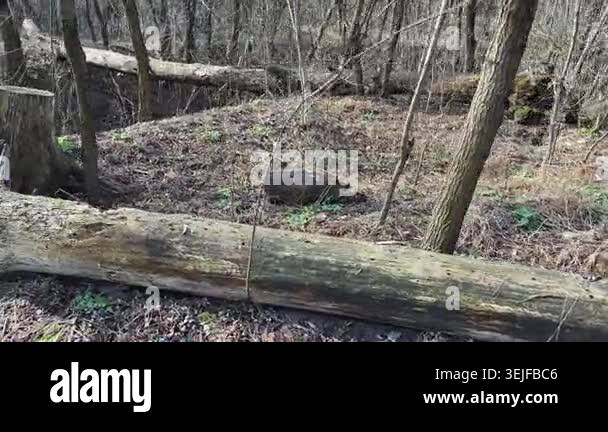 Rotten trunks of fallen trees on ravine slopes in forest Stock Video ...