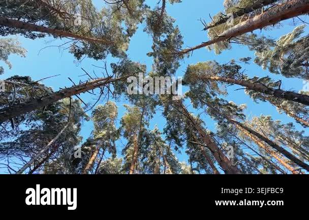 High old pines covered with snow in winter forest Stock Video Footage ...