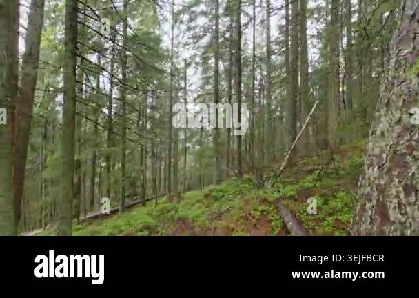Wet forest on a mountain slope in spring rainy day Stock Video Footage ...