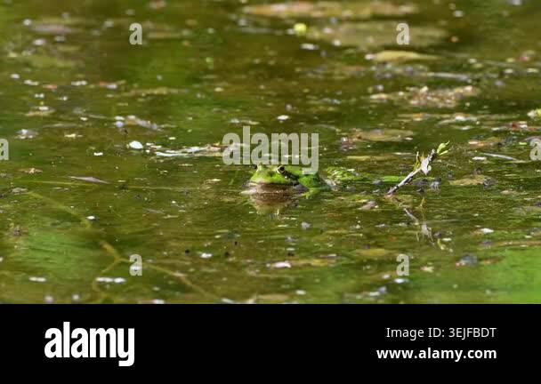 Common frog, Rana temporaria, reptiles croaking in the water, also ...