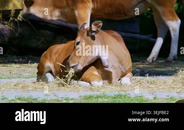 Banteng, Bos javanicus or Red Bull. It is a type of wild cattle But ...