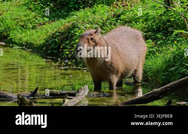 The capybara, Hydrochoerus hydrochaeris is the largest extant rodent in ...