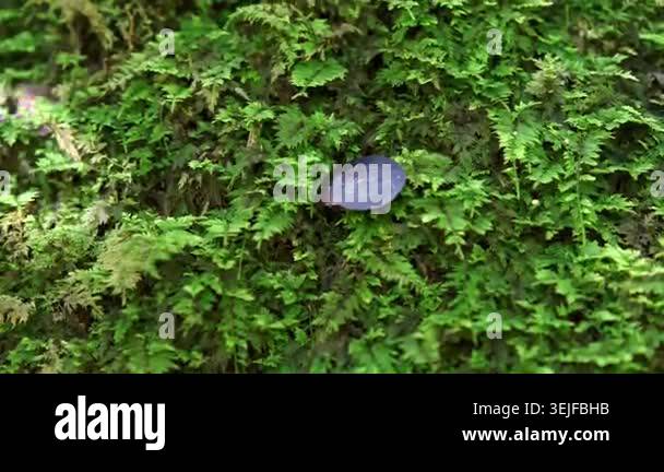 Plectotropis on the grass. Plectotropis is a genus of air-breathing ...
