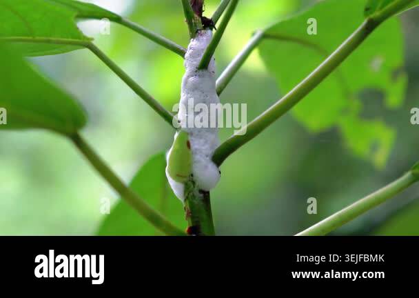 Frog egg foam on a tree. Tree frogs usually hatch nests after breeding ...
