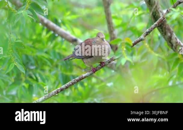 Macropygia unchall (Barred Cuckoo-Dove). The barred cuckoo-dove occurs ...
