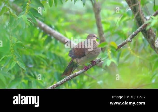 Macropygia unchall (Barred Cuckoo-Dove). The barred cuckoo-dove occurs ...