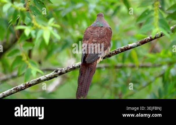 Macropygia unchall (Barred Cuckoo-Dove). The barred cuckoo-dove occurs ...