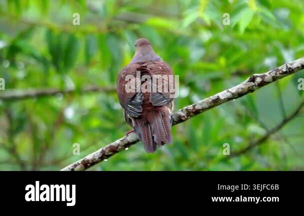 Macropygia unchall (Barred Cuckoo-Dove). The barred cuckoo-dove occurs ...