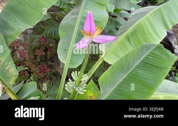 Vertical macro close view video of pink and white spider flower ...