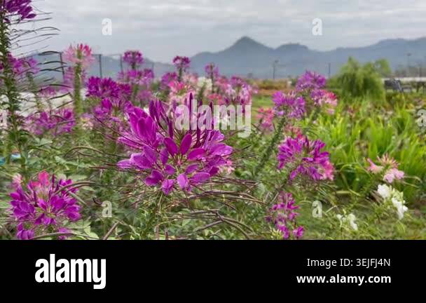 Vertical scenic video of purple pink spider flower blooming naturally ...