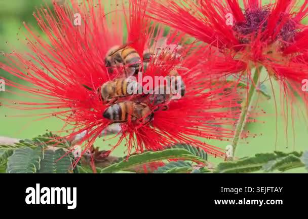 Close-up 4K footage of honey bees pollinating red powder puff flowers ...