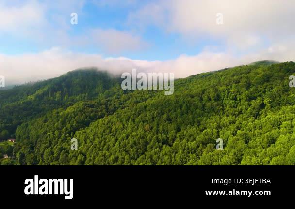 Lush forest on mountain hills in North Carolina. Summertime landscape ...