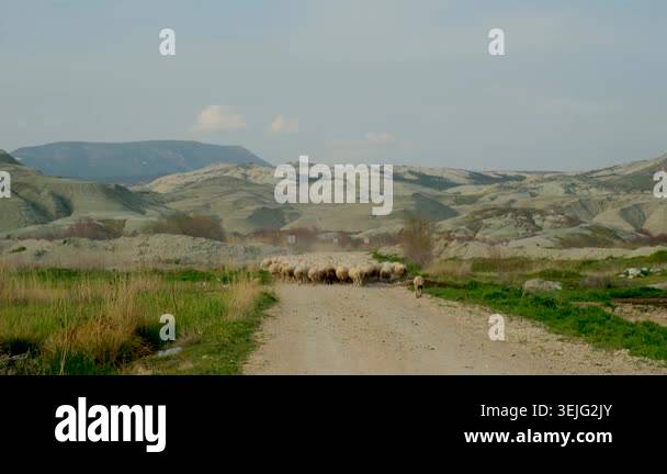 Explore the enchanting Cappadocia region in Turkey as sheep graze ...