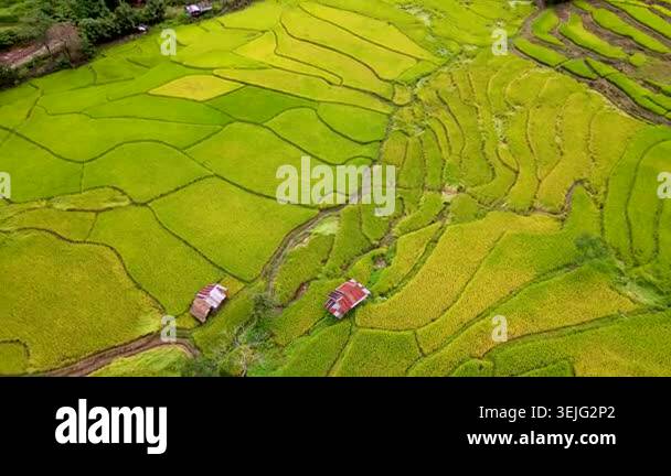 Experience the stunning beauty of Chiang Mai, Thailand rice terraces, a ...