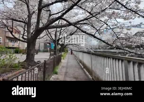 Monzennakacho Cherry blossoms, Japan Tokyo 2024 Stock Video Footage - Alamy