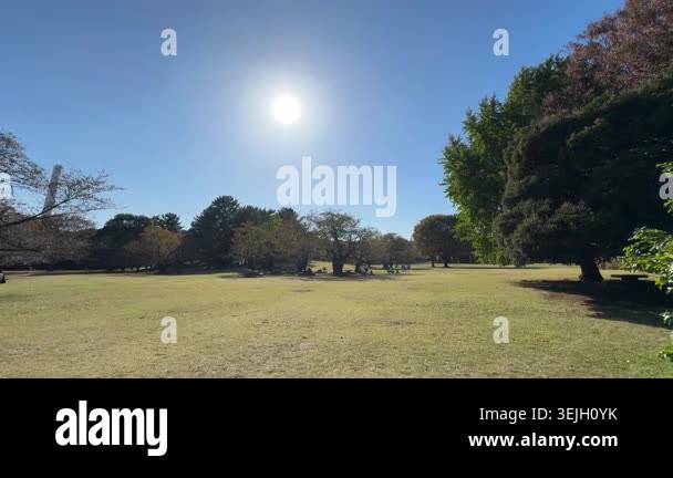 Hikarigaoka Park Autumn leaves, Japan Tokyo 2023 Stock Video Footage ...