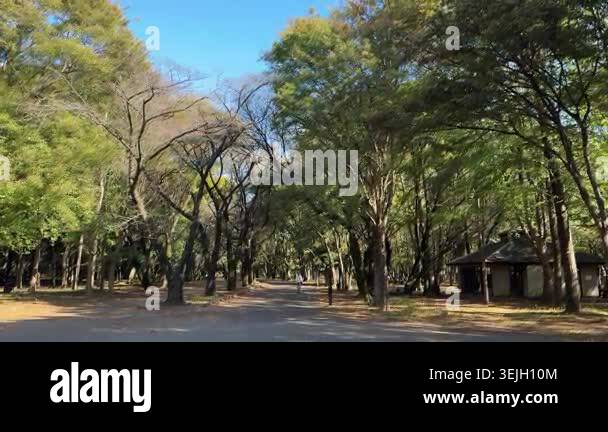 Hikarigaoka Park Autumn leaves, Japan Tokyo 2023 Stock Video Footage ...