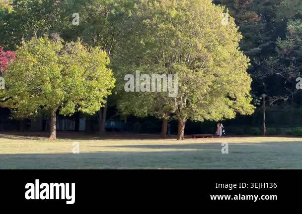 Hikarigaoka Park Autumn leaves, Japan Tokyo 2023 Stock Video Footage ...