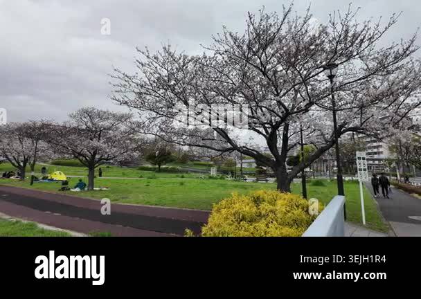 Shioiri Park Cherry blossom, Japan Tokyo 2024 Stock Video Footage - Alamy