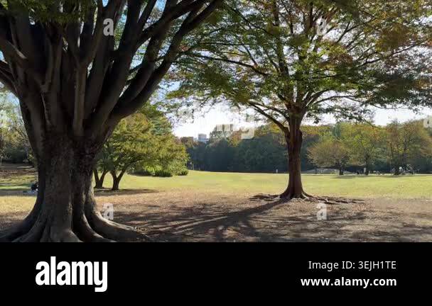 Hikarigaoka Park Autumn leaves, Japan Tokyo 2023 Stock Video Footage ...