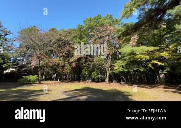 Shakujii Park Landscape, Japan Tokyo 2023 Stock Video Footage - Alamy