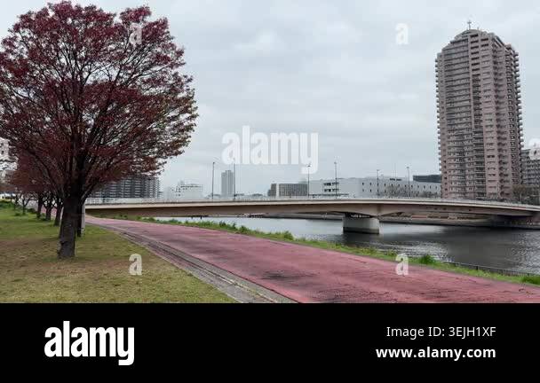 Shioiri Park Cherry blossom, Japan Tokyo 2024 Stock Video Footage - Alamy