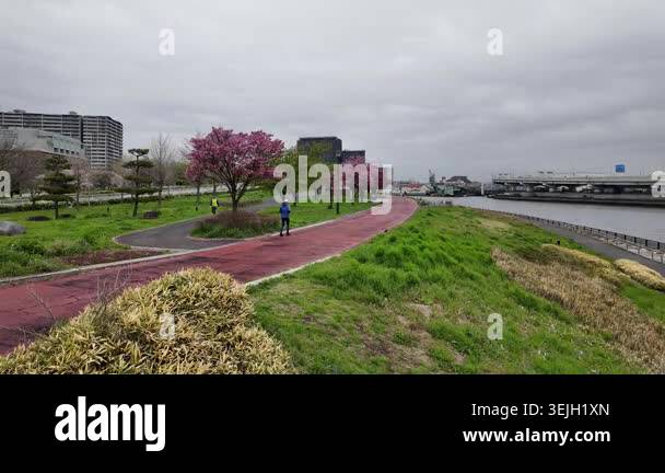 Shioiri Park Cherry blossom, Japan Tokyo 2024 Stock Video Footage - Alamy