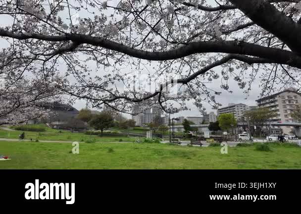 Shioiri Park Cherry blossom, Japan Tokyo 2024 Stock Video Footage - Alamy