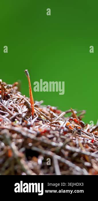Large anthill is filmed in close-up. High quality 4k footage Stock ...