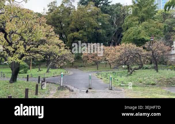 Shiba Park, Japan Tokyo 2023 Stock Video Footage - Alamy