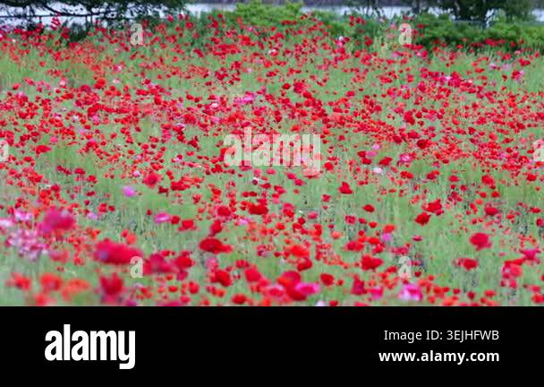 Poppy Flower Arakawa Riverside, Japan Cloudy day 2026 Stock Video ...